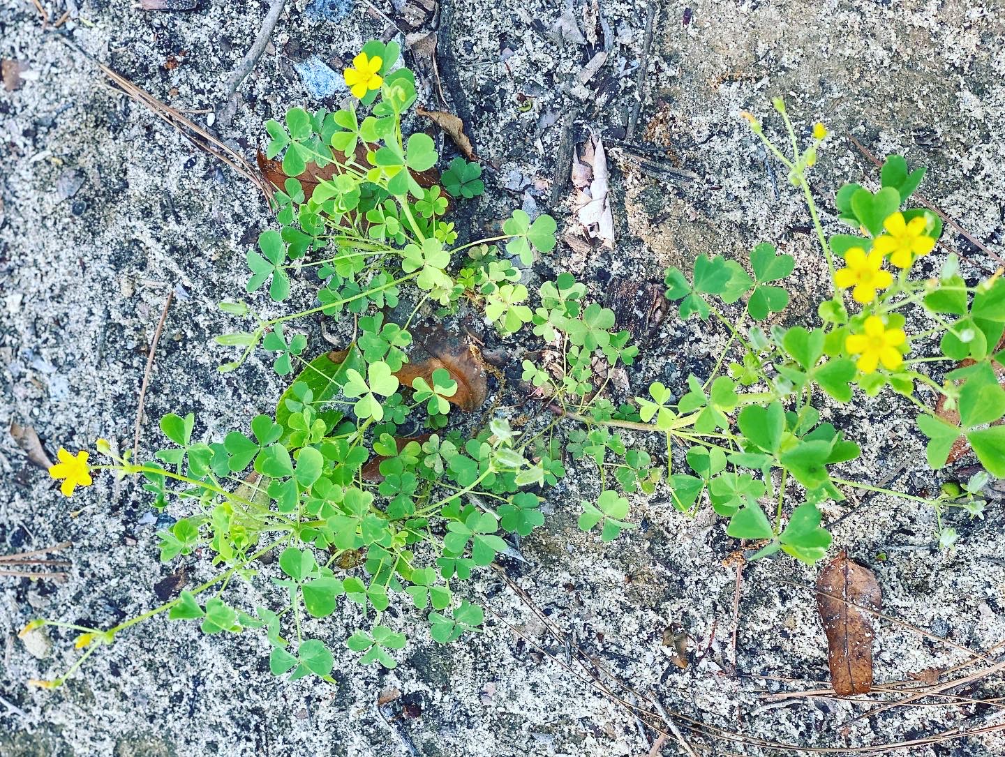 Big Rig Friendly RV Resort - Pictures, Features & Amenities | RVezy ...