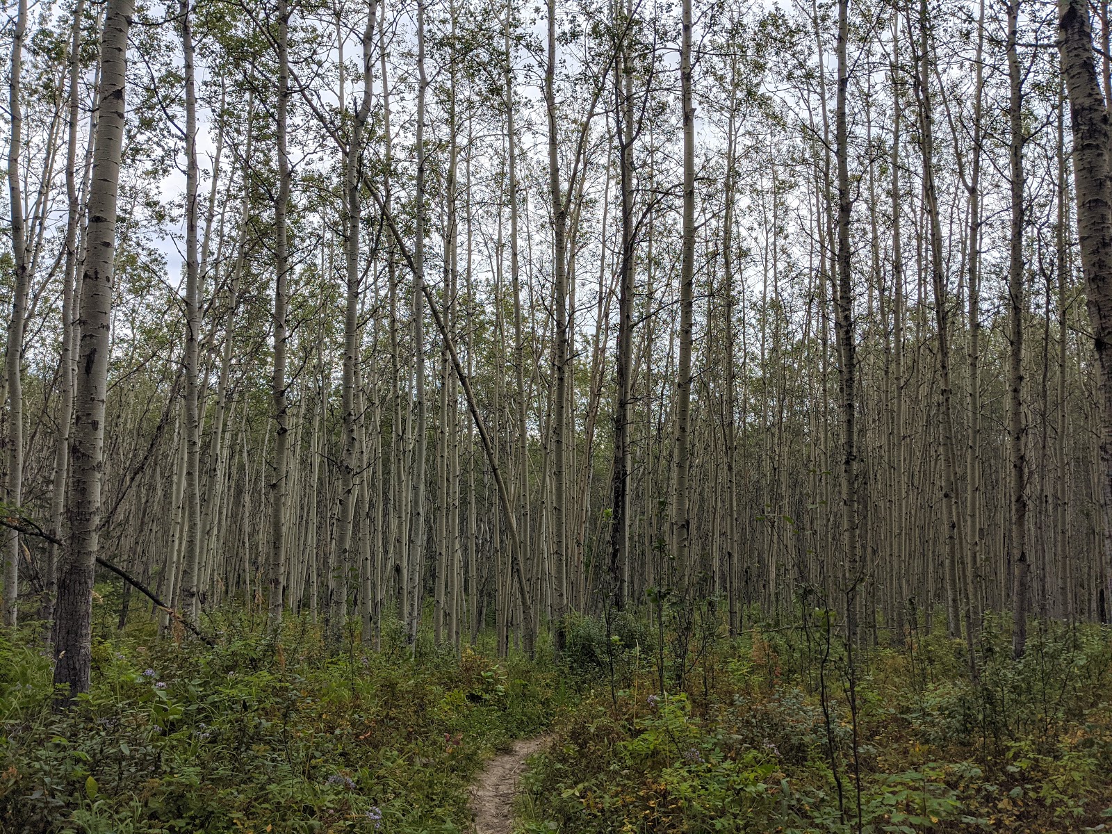 Charlie Lake Provincial Park - Pictures, Features & Amenities | RVezy ...