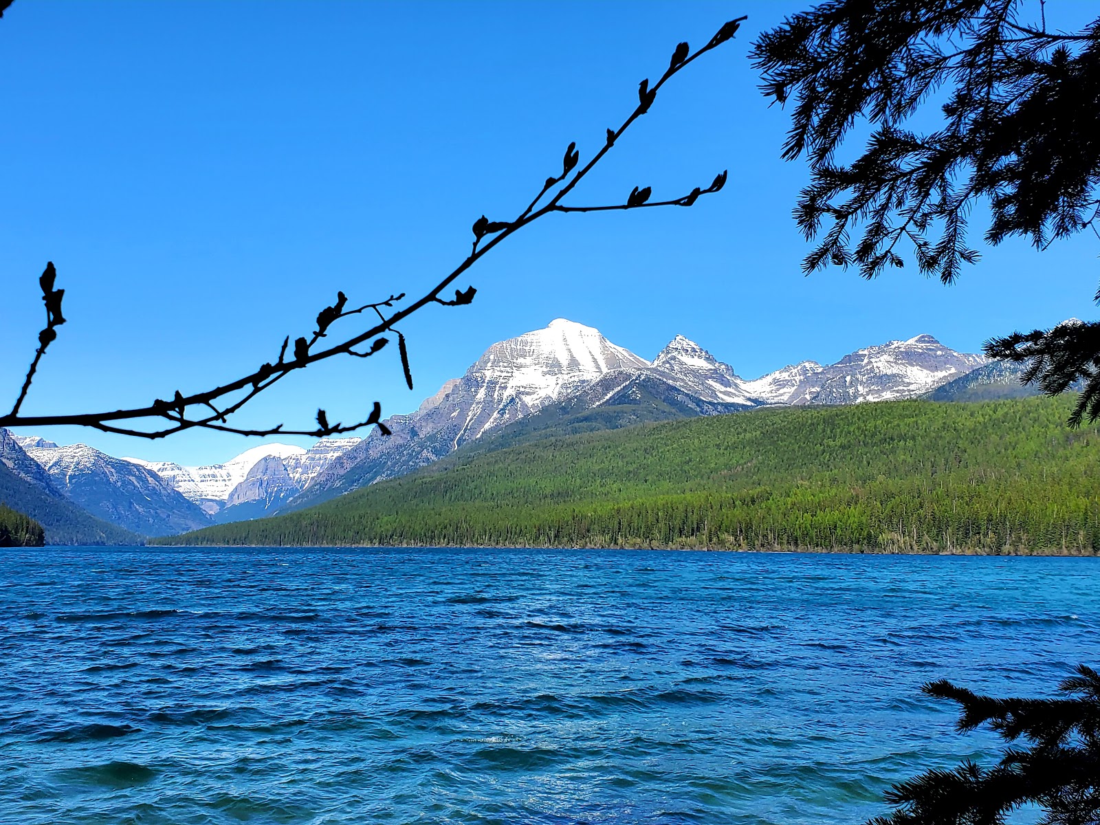 Bowman Lake Campground - Glacier National Park - Pictures, Features ...