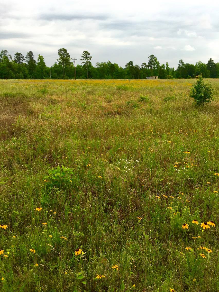 Hope Springs RV Campground - Pictures, Features & Amenities | RVezy ...