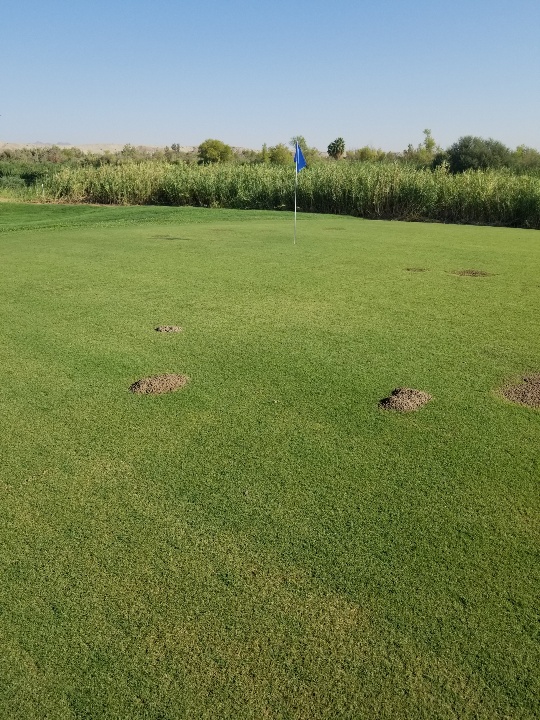 Cocopah Bend RV and Golf Resort - Pictures, Features & Amenities ...