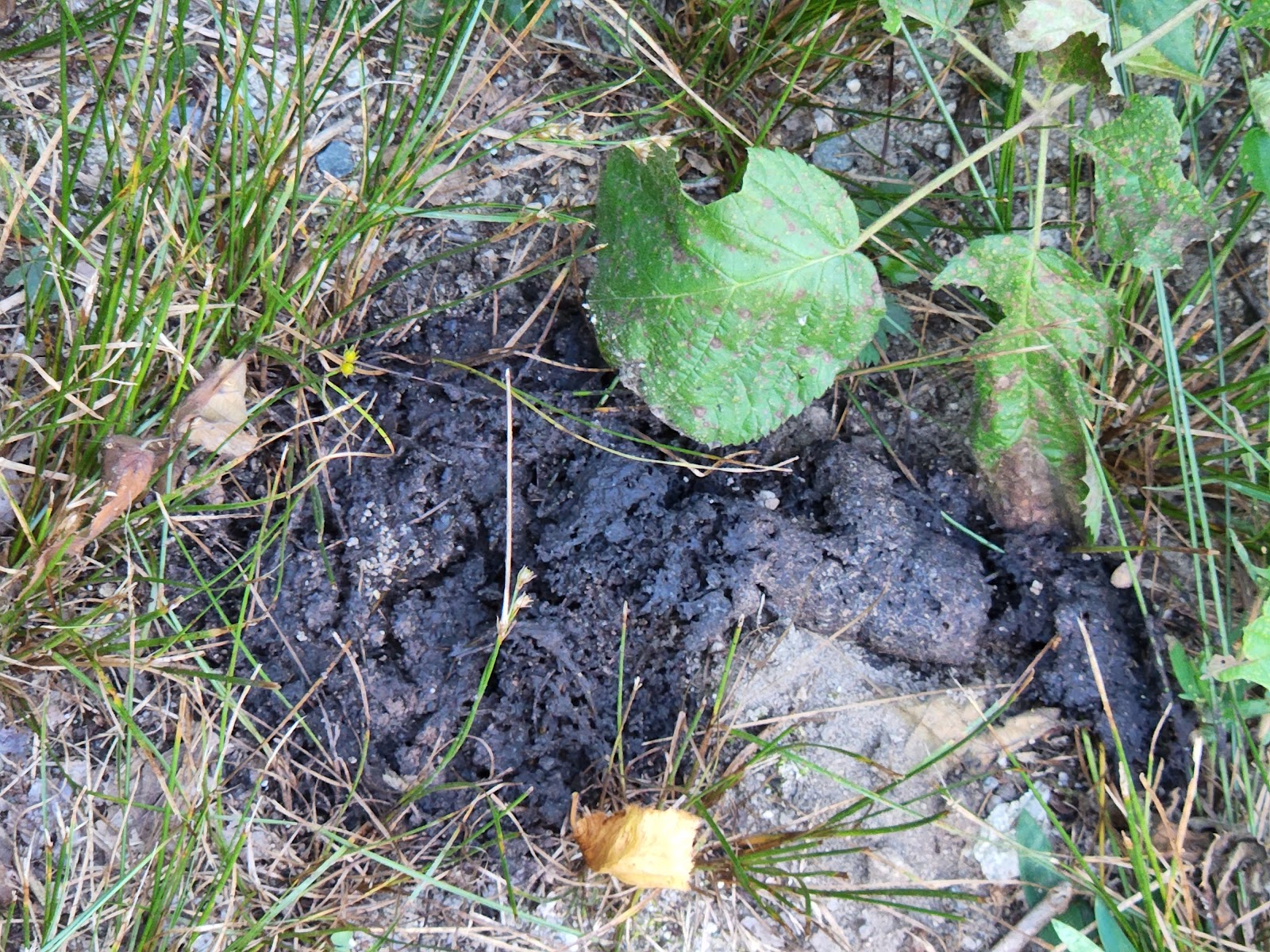 Green Falls - Pachaug State Forest - Pictures, Features & Amenities ...