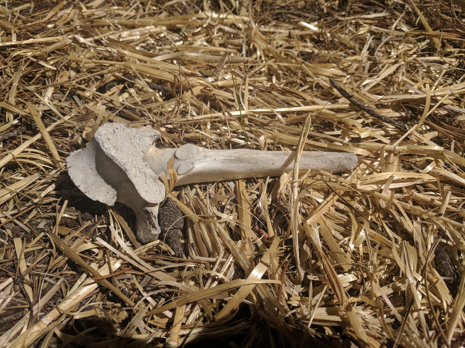 Tree Phones - Department of Natural Resources - Pictures, Features ...