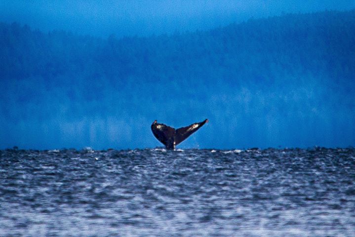 Qualicum First Nation Camping - Pictures, Features & Amenities | RVezy ...