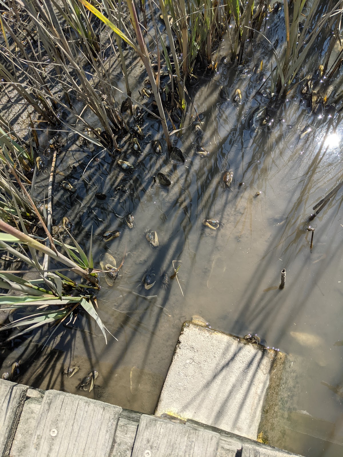 Wellfleet Hollow State Campground - Pictures, Features & Amenities ...