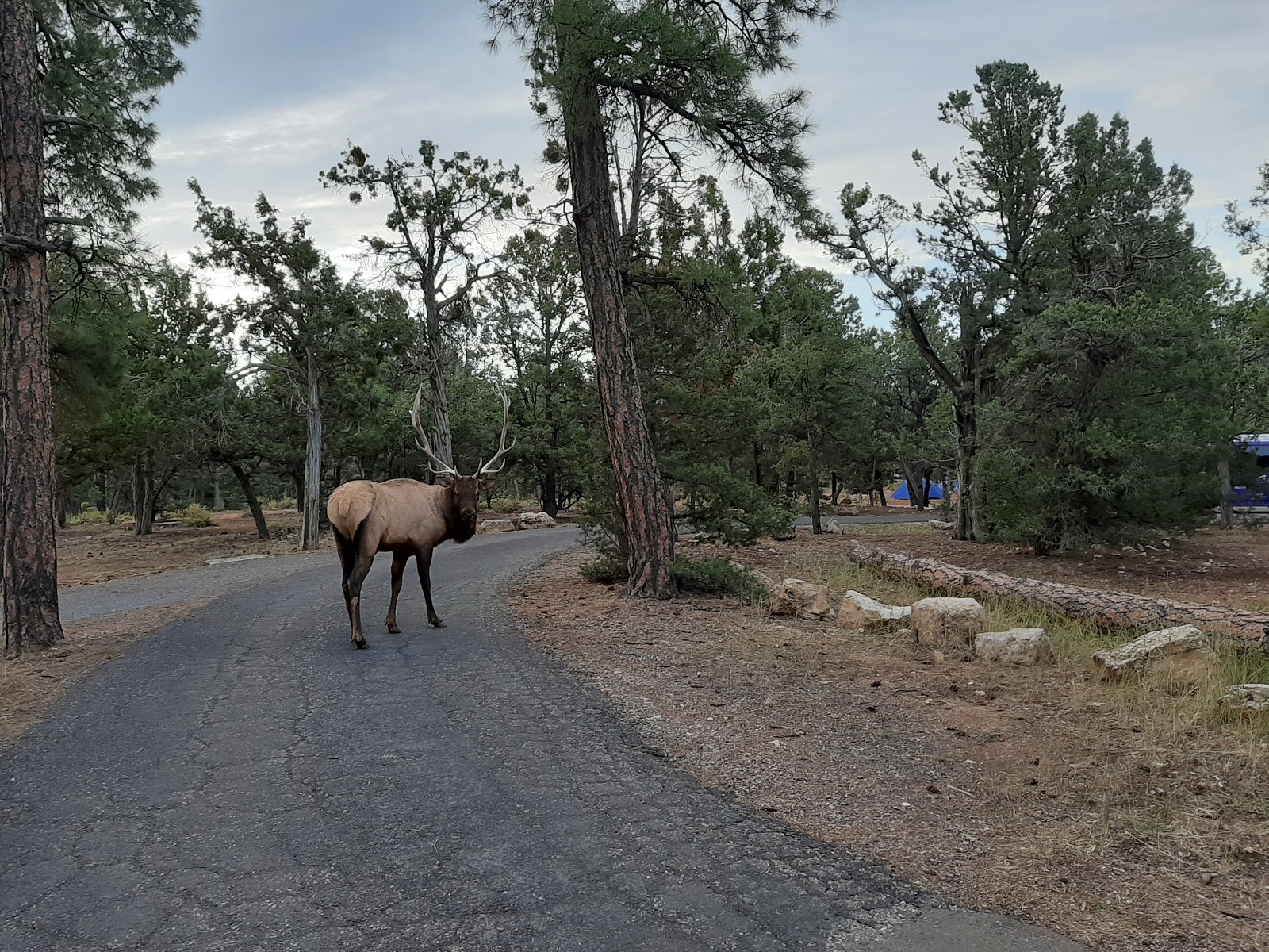 Mather Campground South Rim - Grand Canyon National Park - Pictures ...